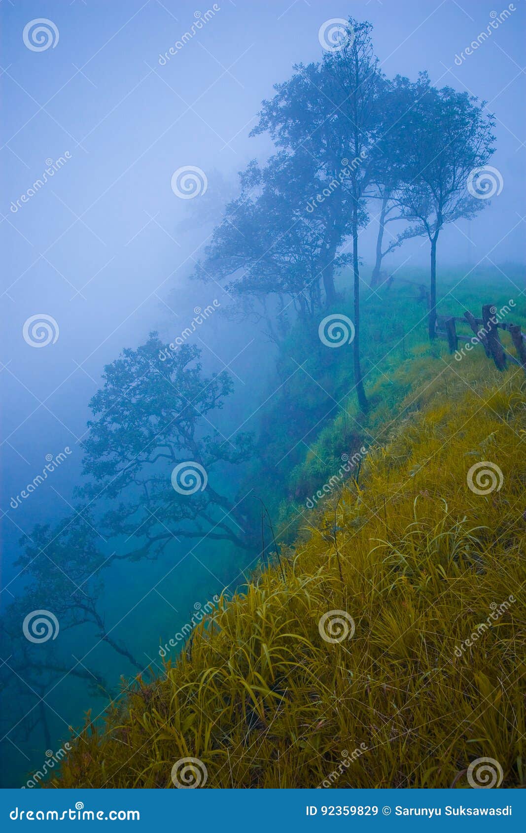 Deep Abyss and Forest with the Fog Stock Image - Image of foggy, dark ...