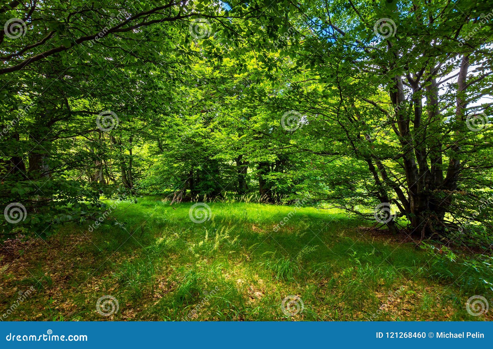 Deep Ancient Beech Forest Glade in Summer Stock Photo - Image of ...