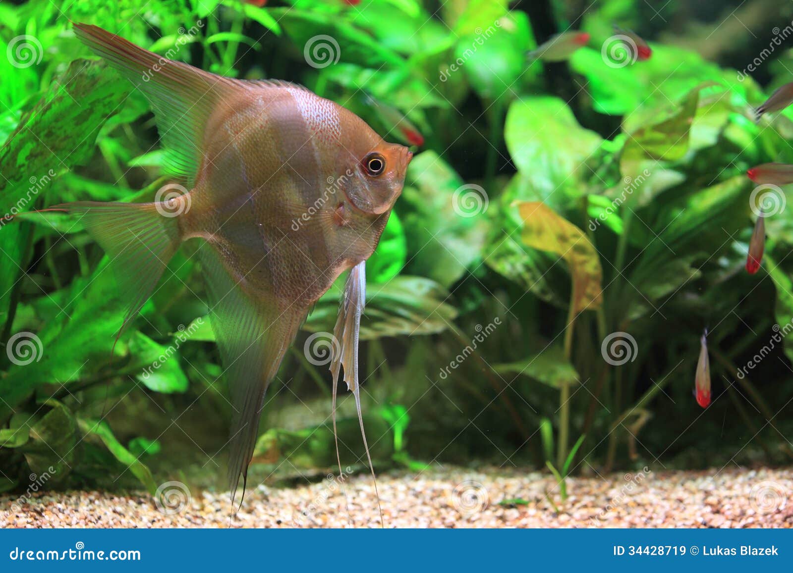 Deep angelfish stock image. Image of angelfish, pterophyllum - 34428719