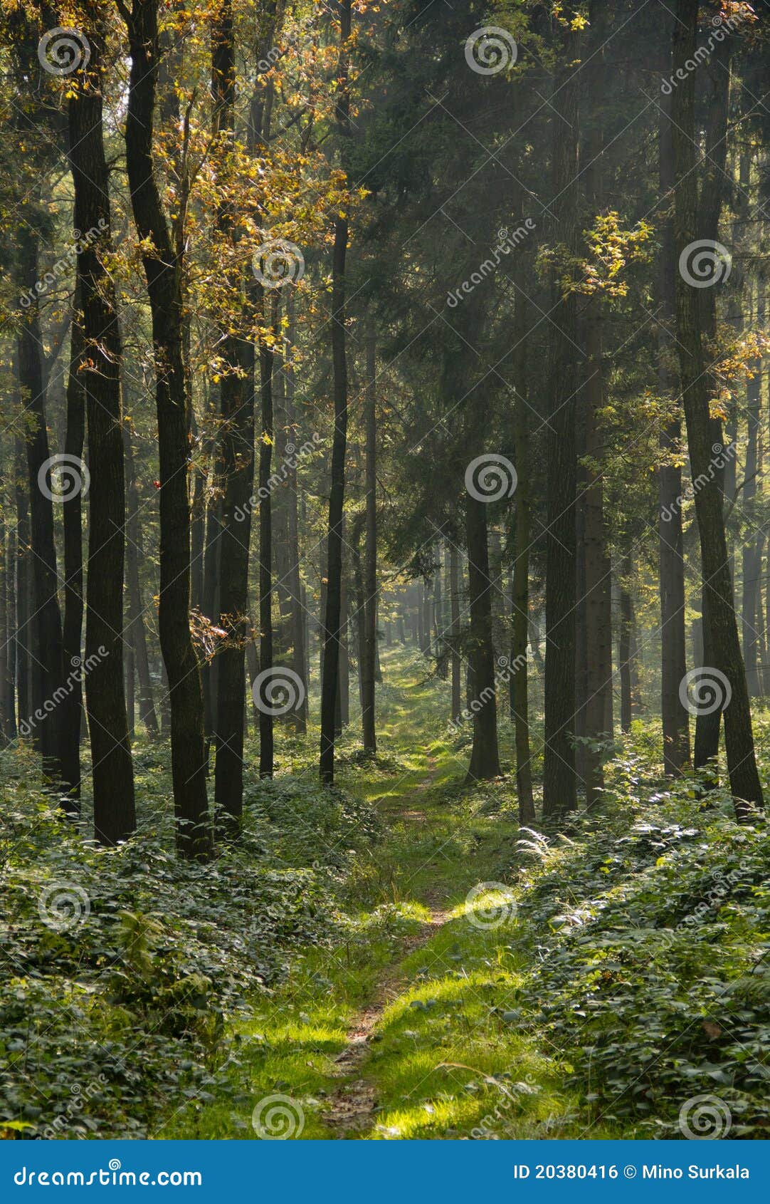 Deep autumn forest stock photo. Image of outdoor, orange - 20380416