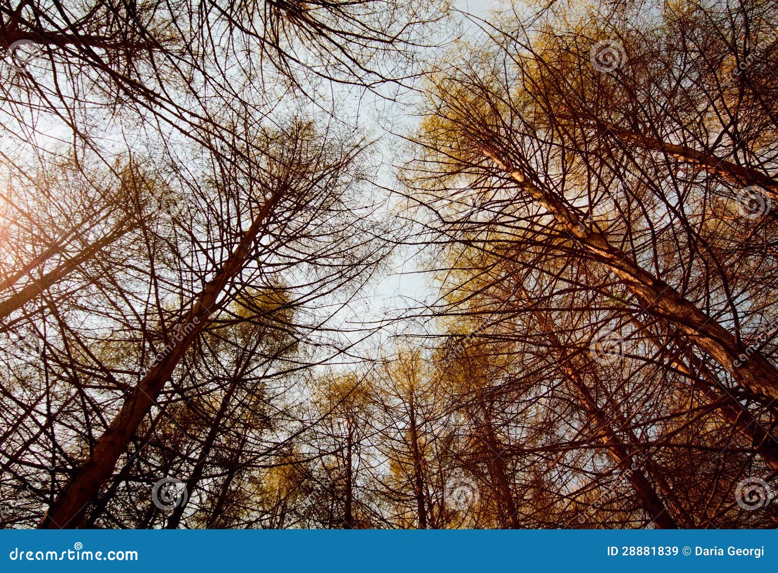 Deep autumn forest. stock image. Image of natural, plant - 28881839