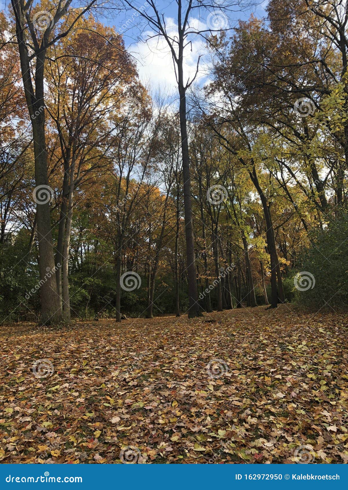 Deep Autumn Forest. Hiking Trail in Deep Autumn Forest, Canada Stock ...