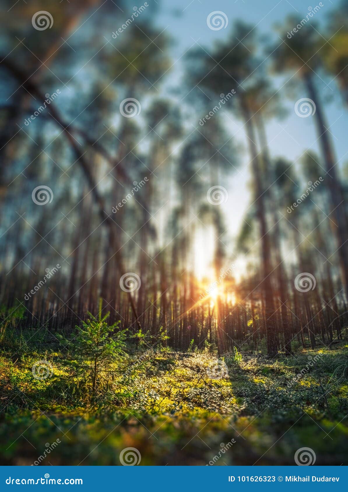 Autumn Forest with Pine Trees Stock Image - Image of sunny, forest ...