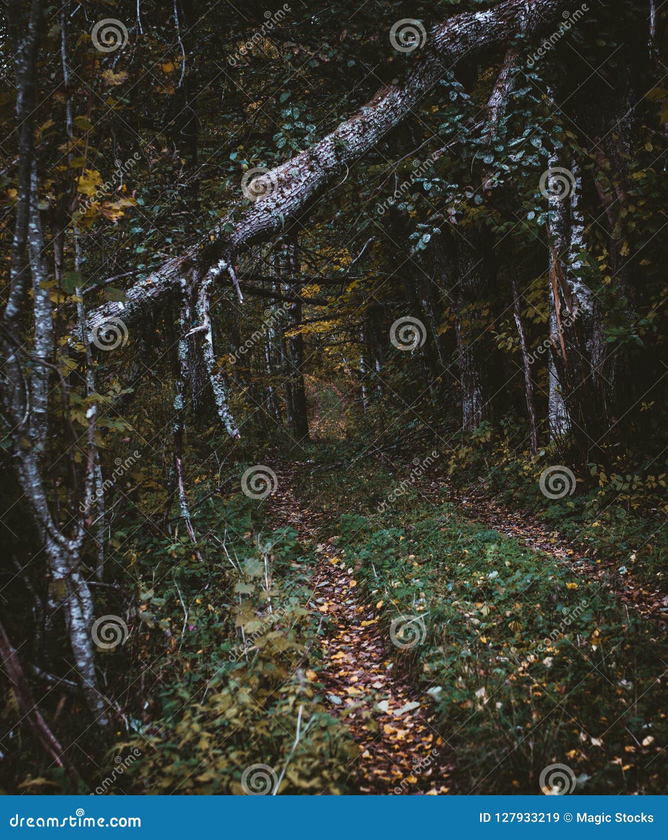 Deep into the autumn woods stock image. Image of color - 127933219