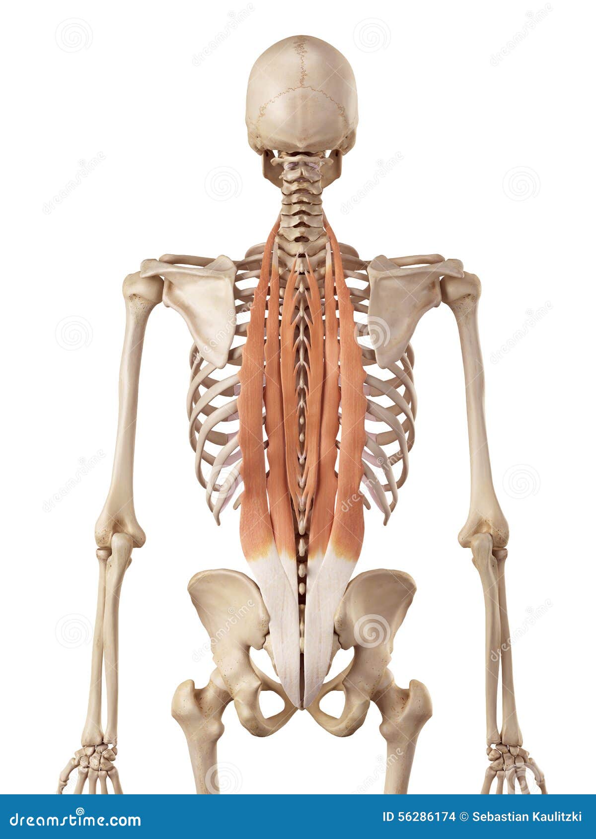 The deep back muscles stock illustration. Illustration of bone - 56286174