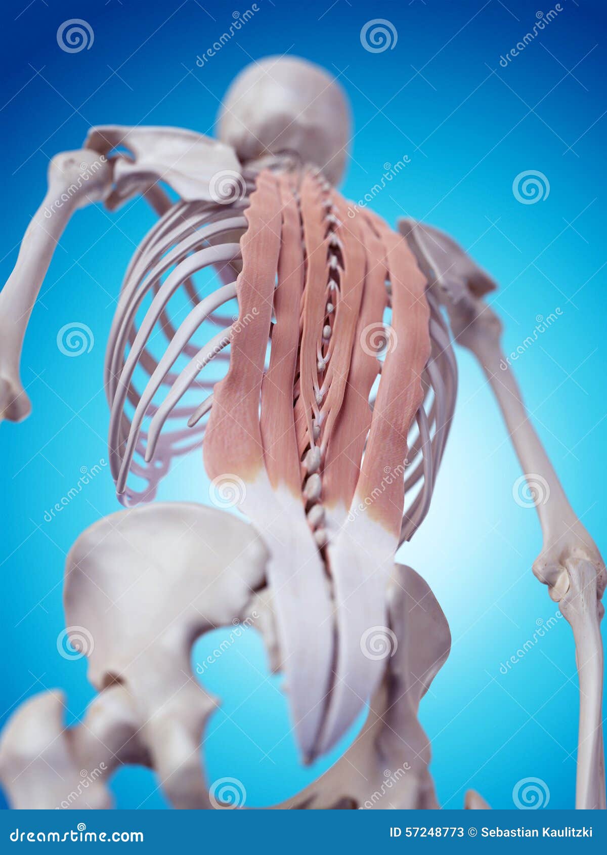 The deep back muscles stock illustration. Illustration of posterior ...