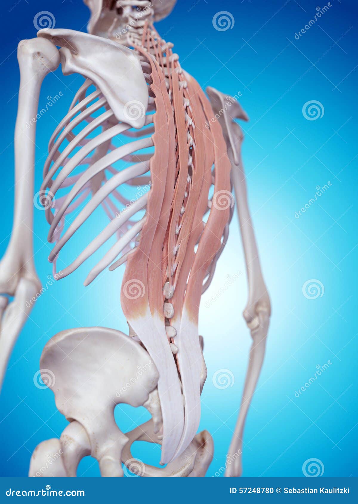 The deep back muscles stock illustration. Illustration of rendering ...