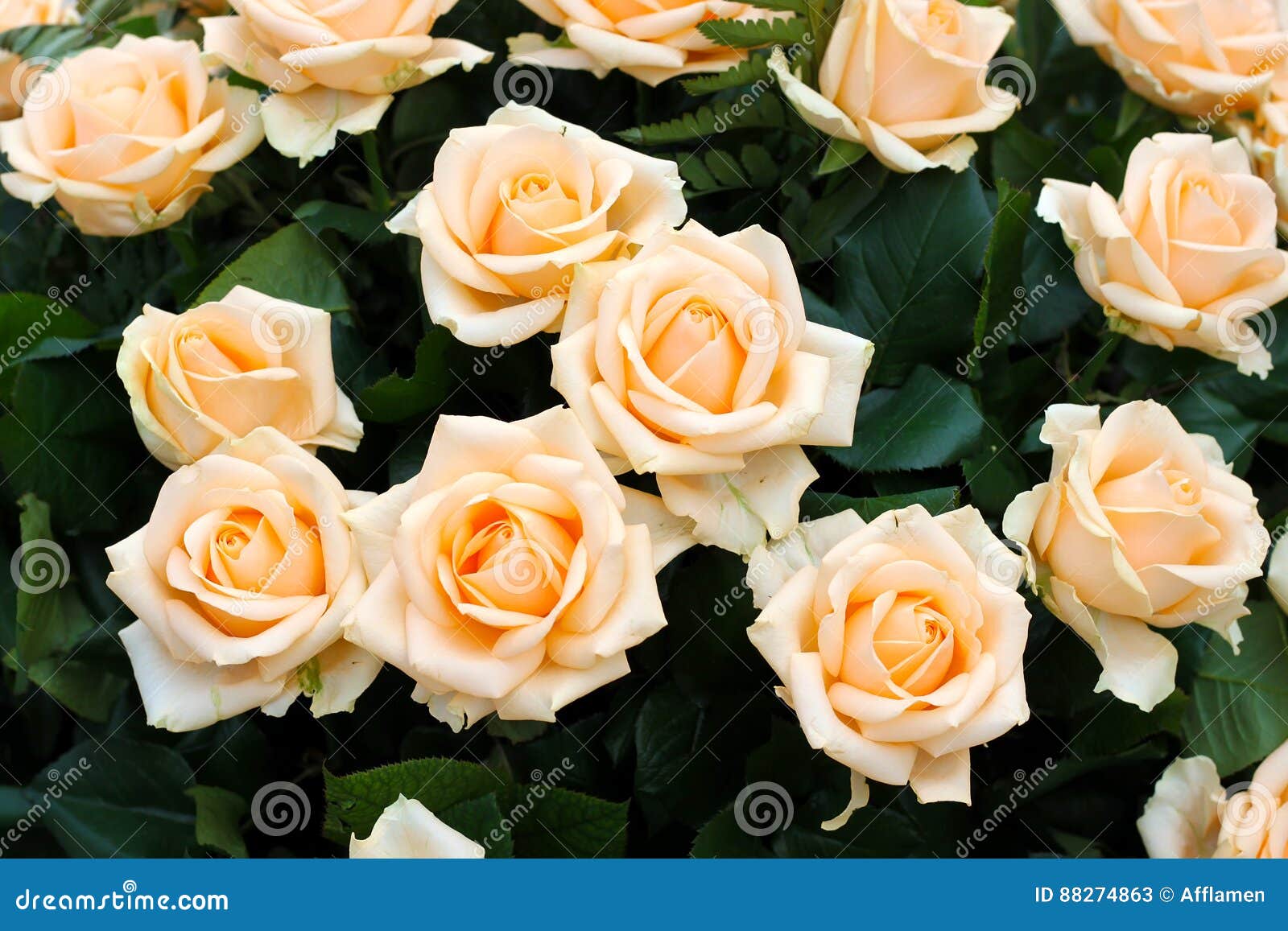 Deep beige roses stock image. Image of colorful, bright - 88274863