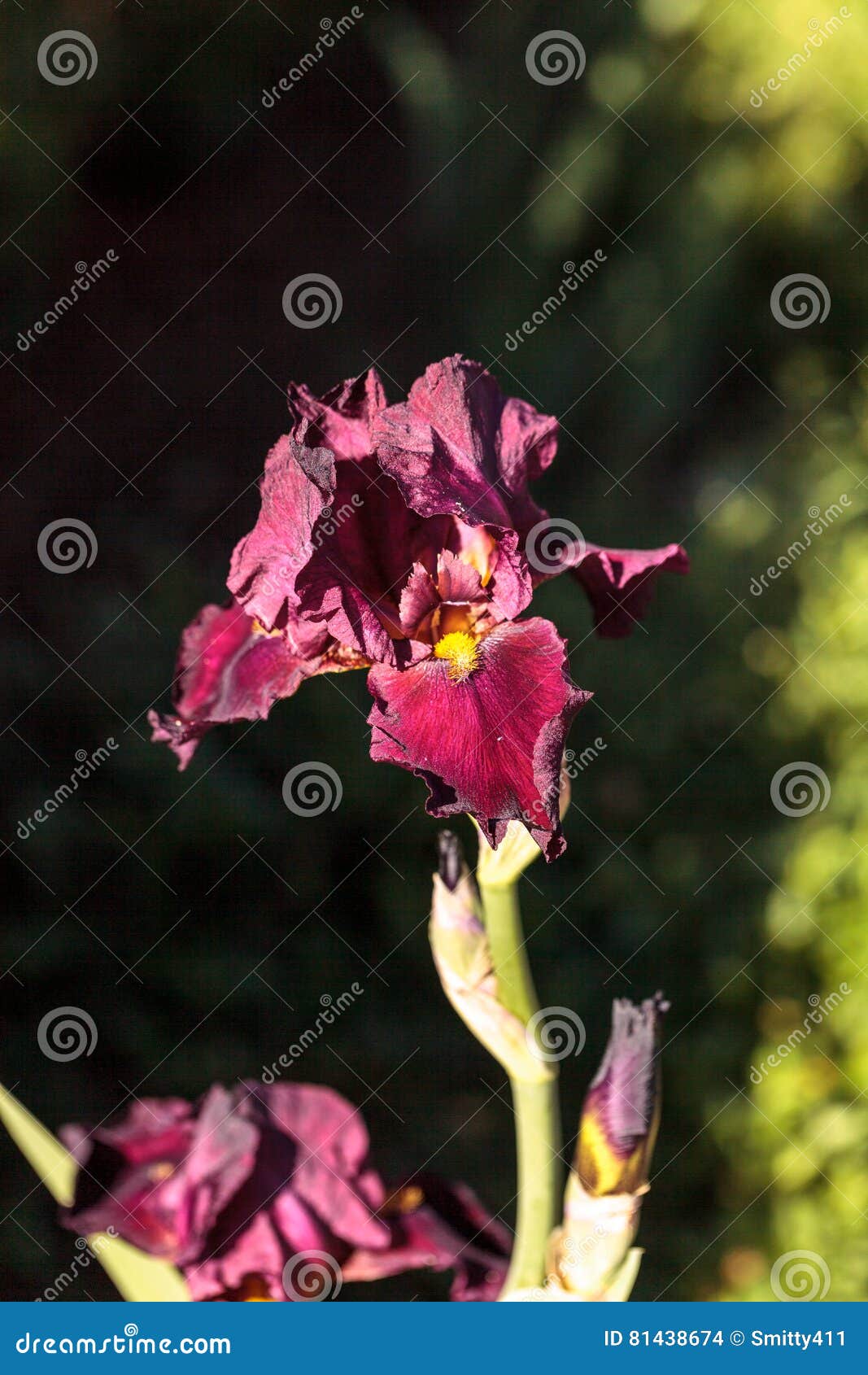 Deep Blood Red Bearded Iris Stock Photo - Image of bloom, flower: 81438674