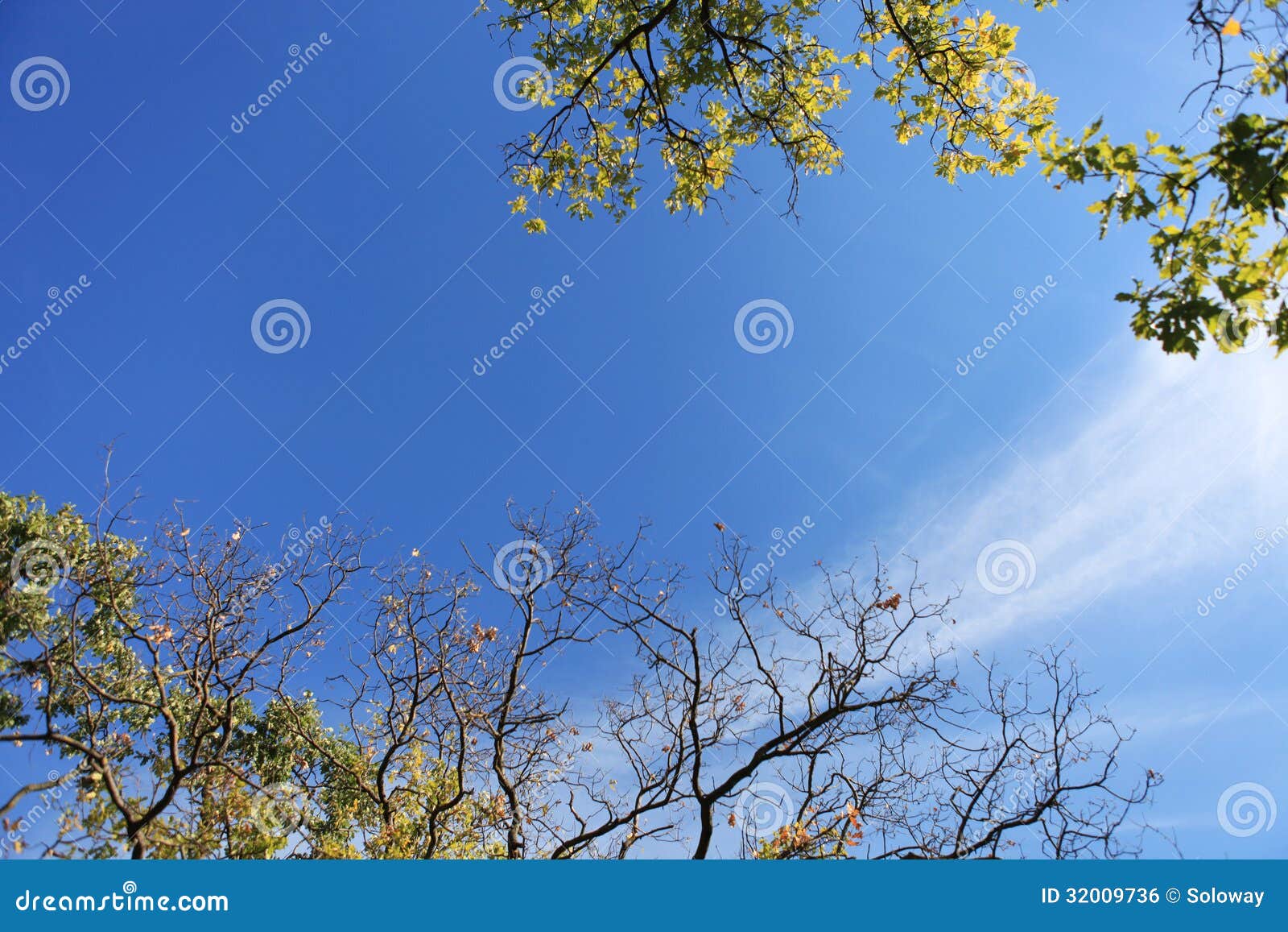 Deep Blue Autumn Sky in Oak Forest Stock Photo - Image of light ...