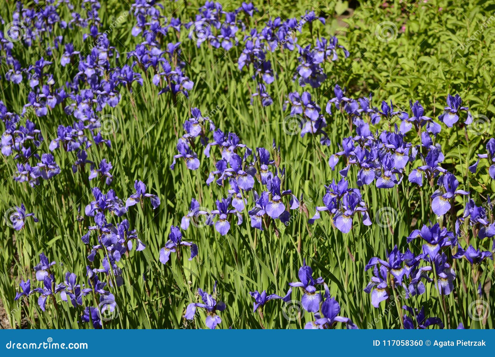 Deep blue beutiful iris stock photo. Image of ornamental - 117058360