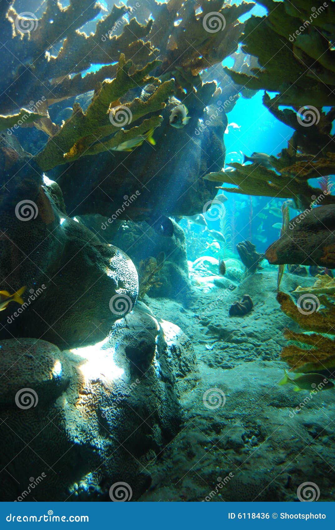 Deep blue coral reef stock photo. Image of coral, beauty - 6118436