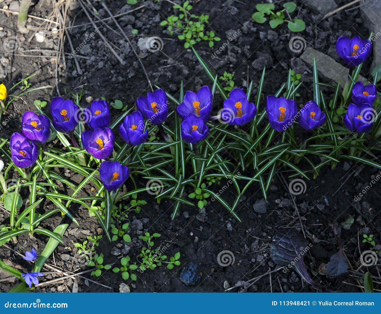 Deep Blue Crocus in My Garden Stock Image - Image of grass, blossom ...