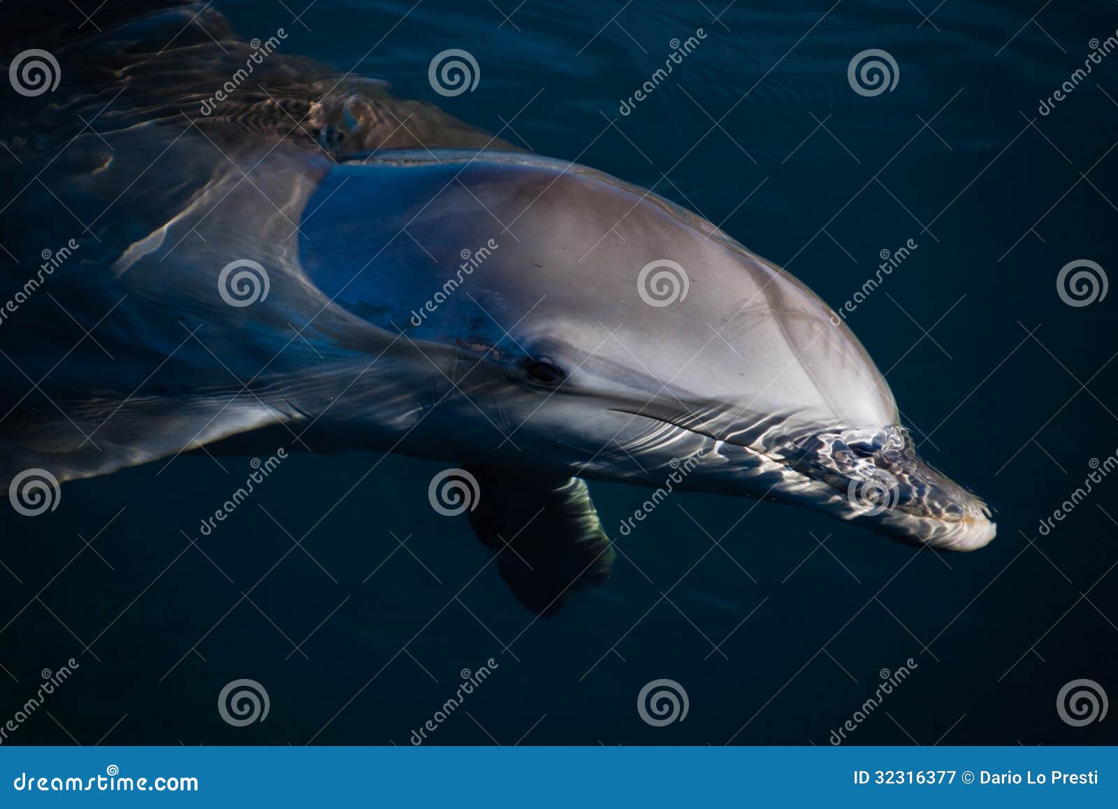 Deep blue Dolphin stock image. Image of blue, fauna, dolphin - 32316377