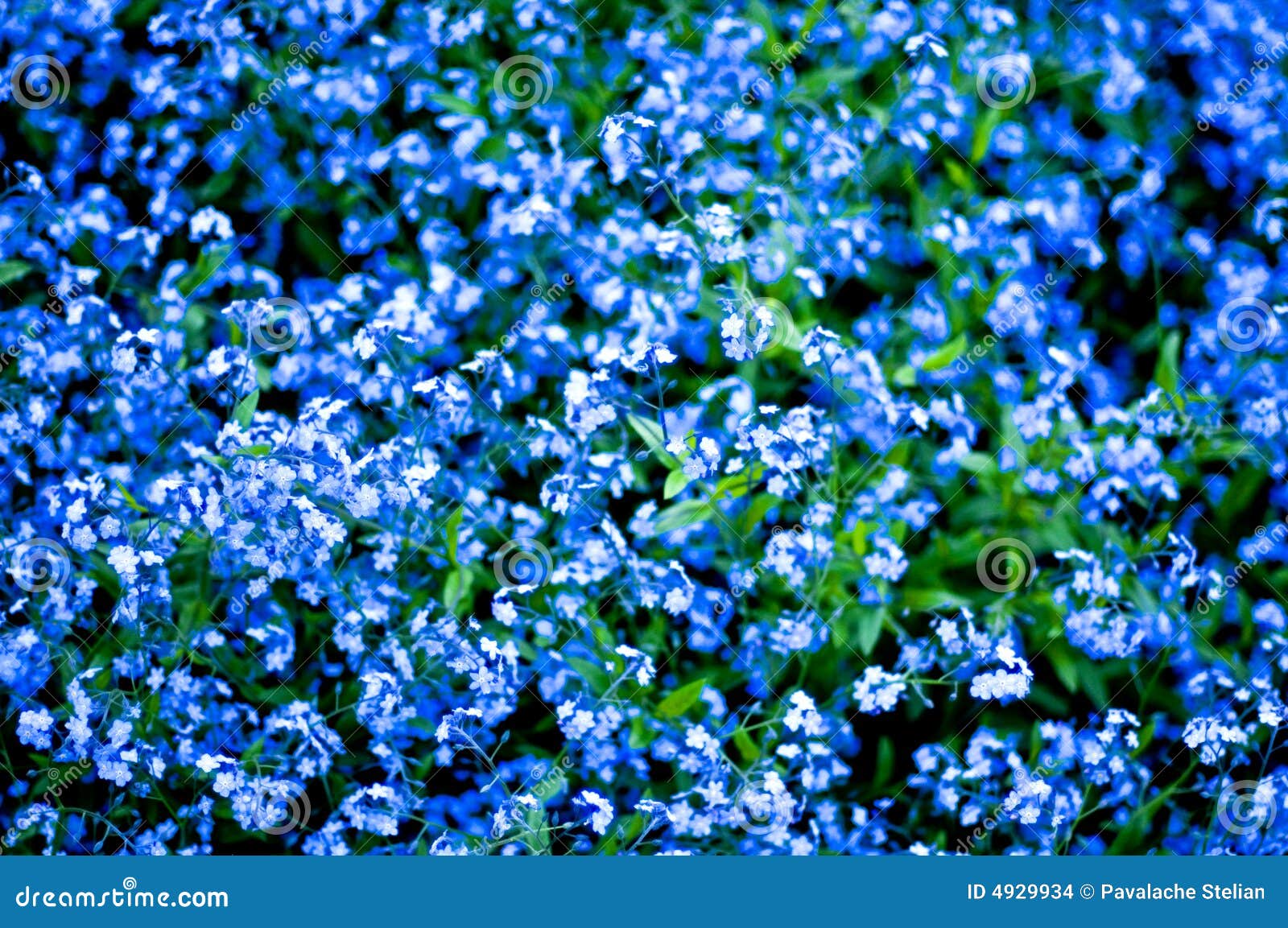 Deep blue flowers stock photo. Image of blooming, flowers - 4929934