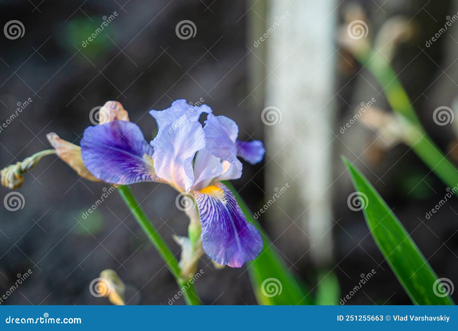 Deep Blue Iris Flower Close-up. Beautiful Big Iris Petals at Sunset ...