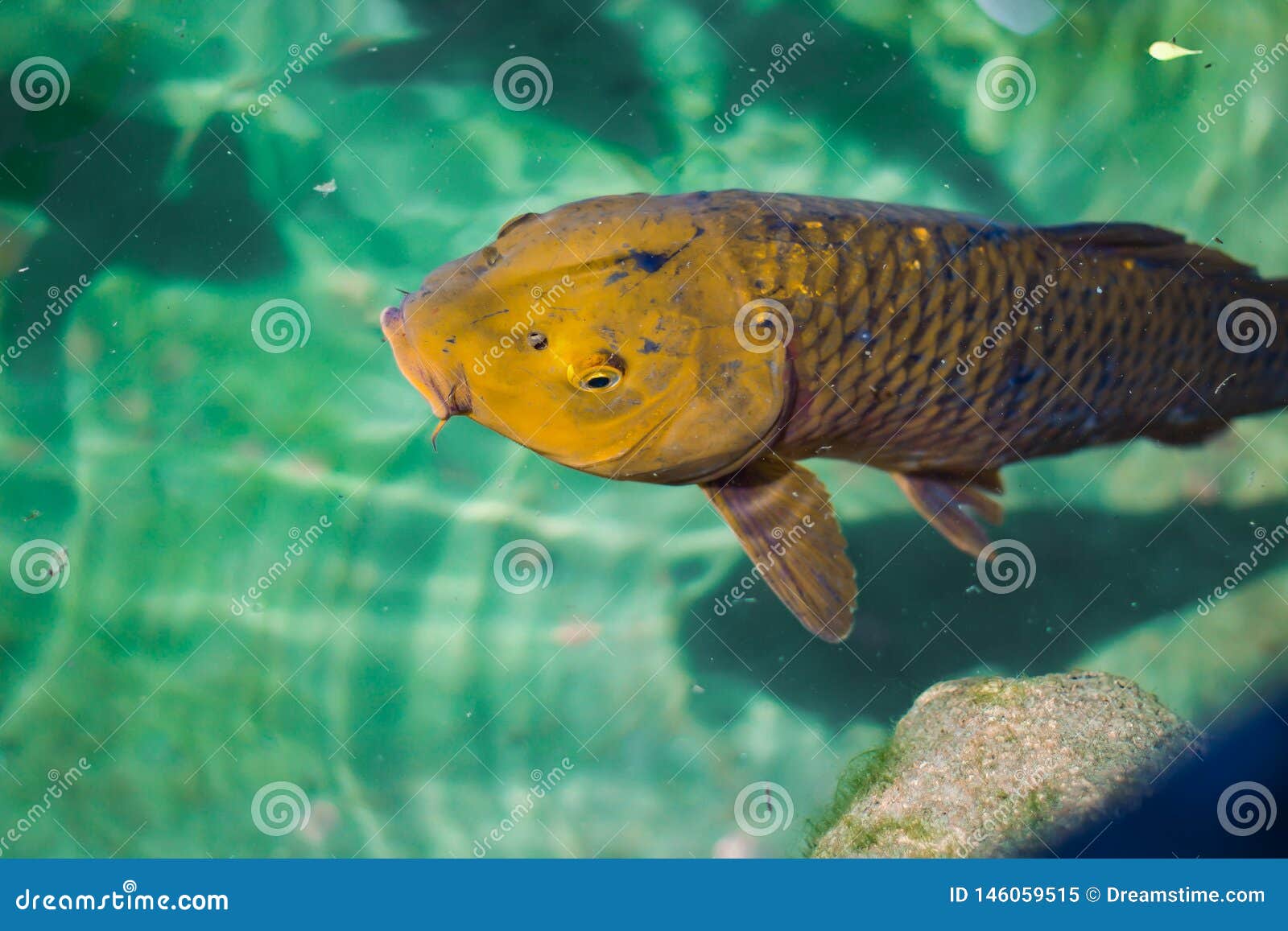 Deep blue Koi Fish stock image. Image of fish, blue - 146059515