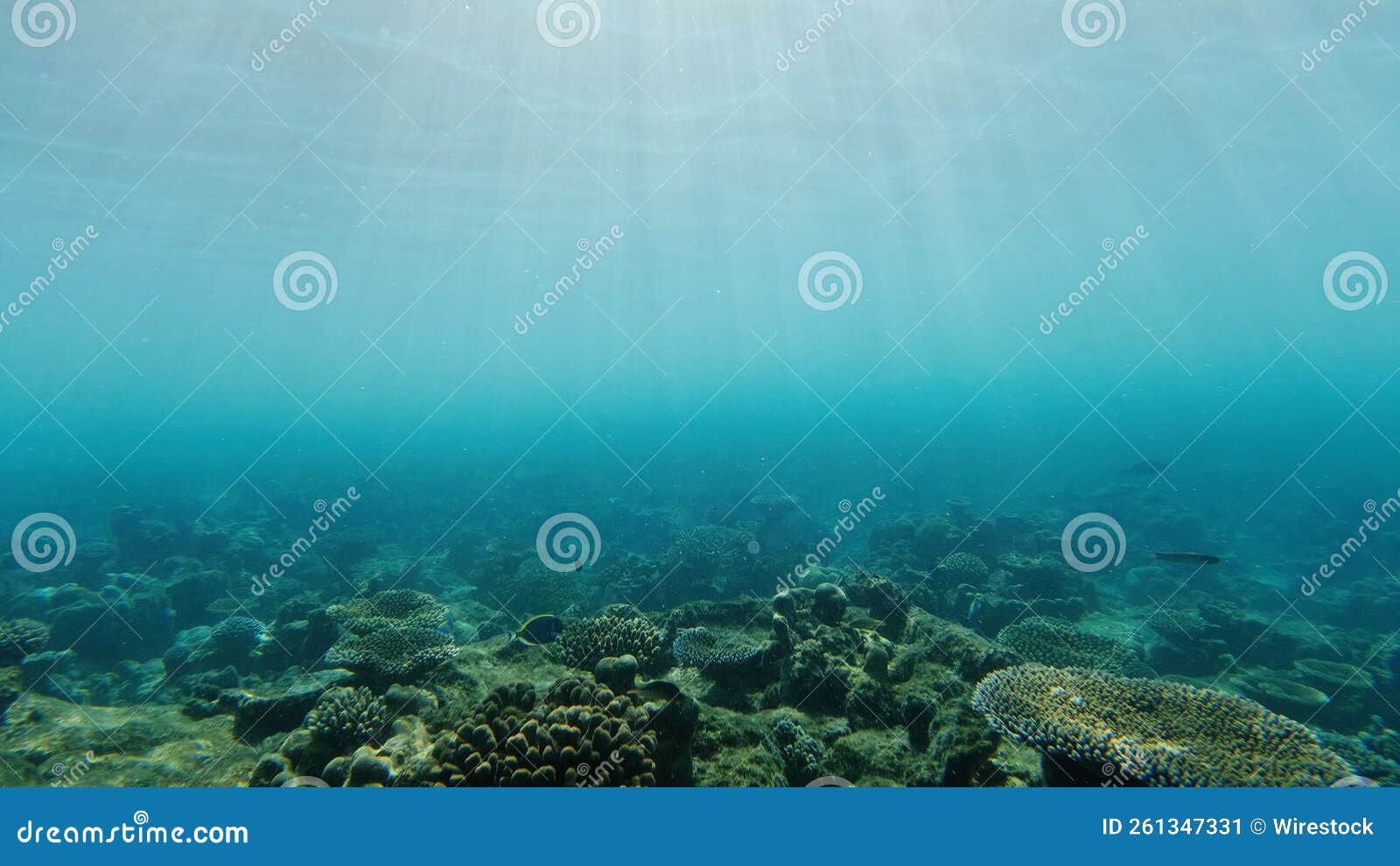 Deep Blue Ocean Reef Maldives Stock Image - Image of blue, coral: 261347331