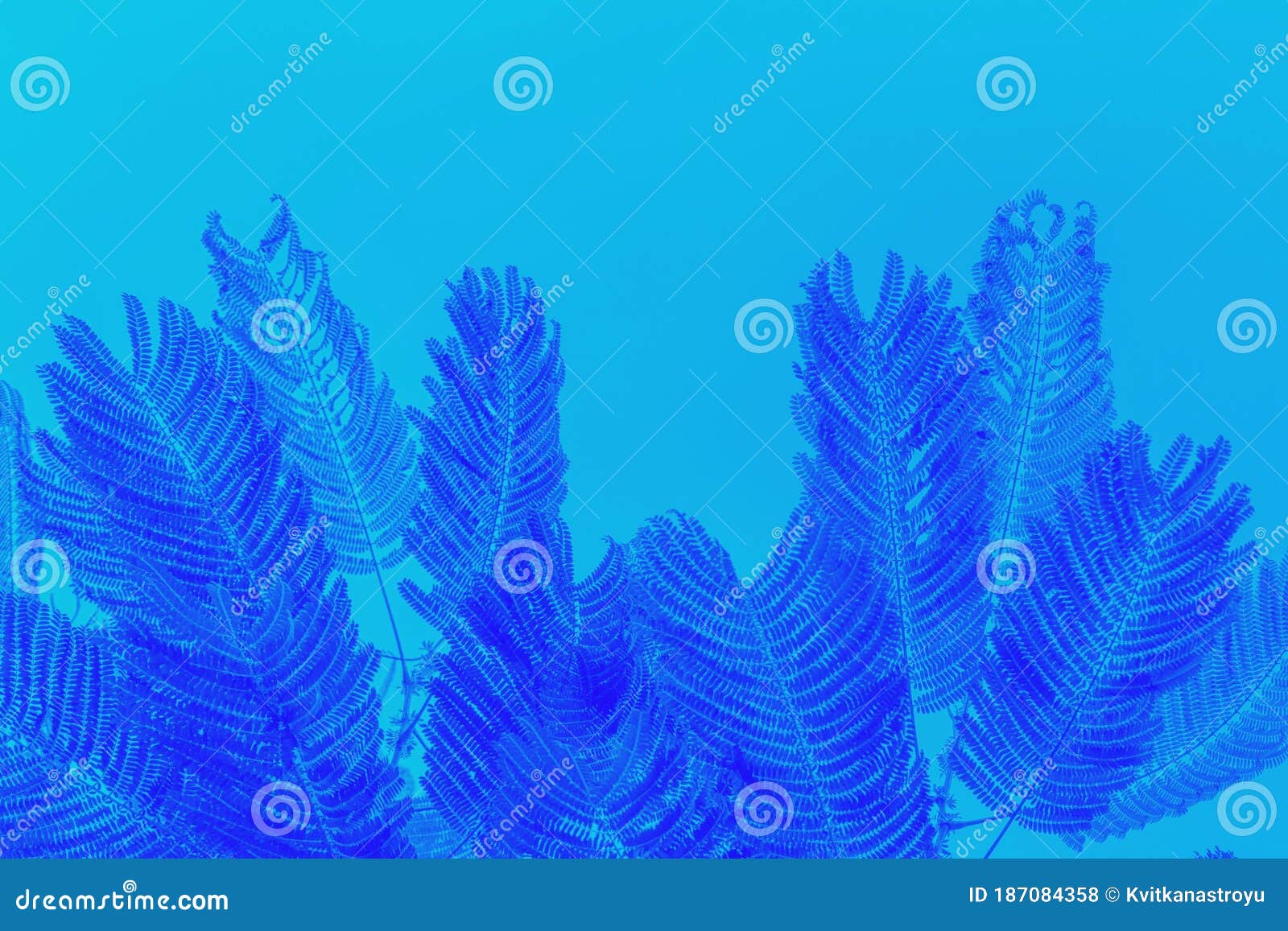 Deep Blue Palm Leaves on Vivid Blue Background. Copy Space Stock Photo ...