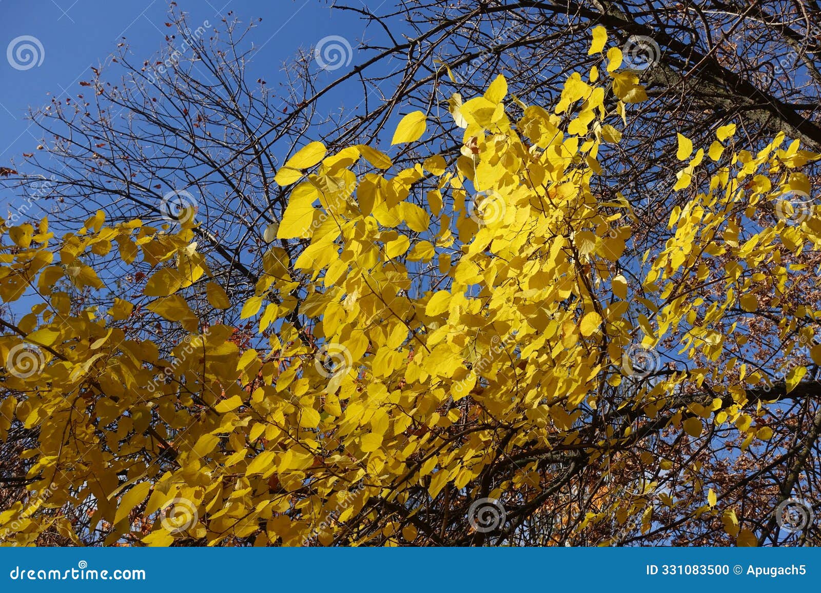 Deep Blue Sky and Autumnal Foliage of Mulberry Tree in October Stock ...