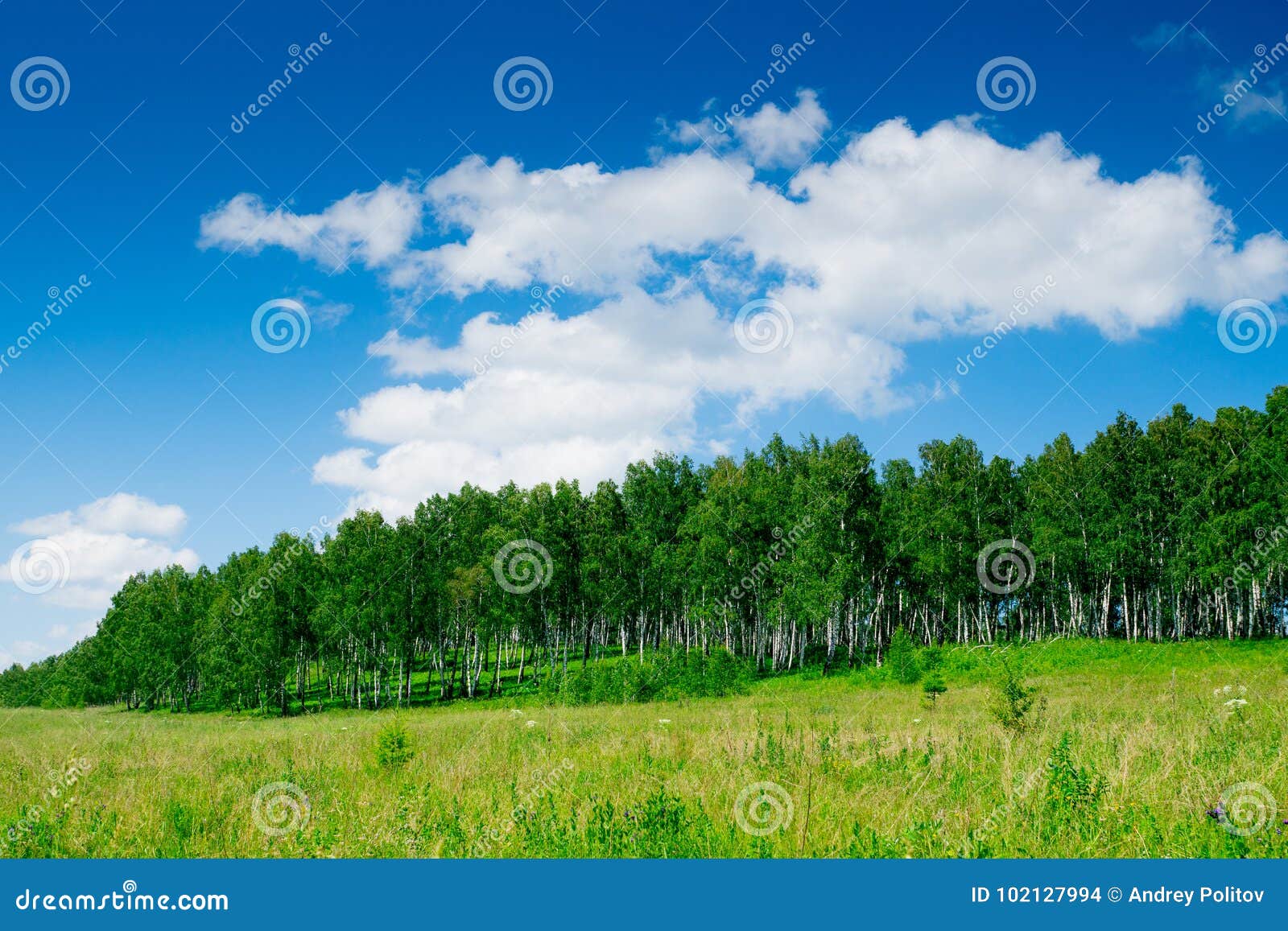 Deep Blue Sky Over Birch Forest and Meadow Stock Photo - Image of hill ...