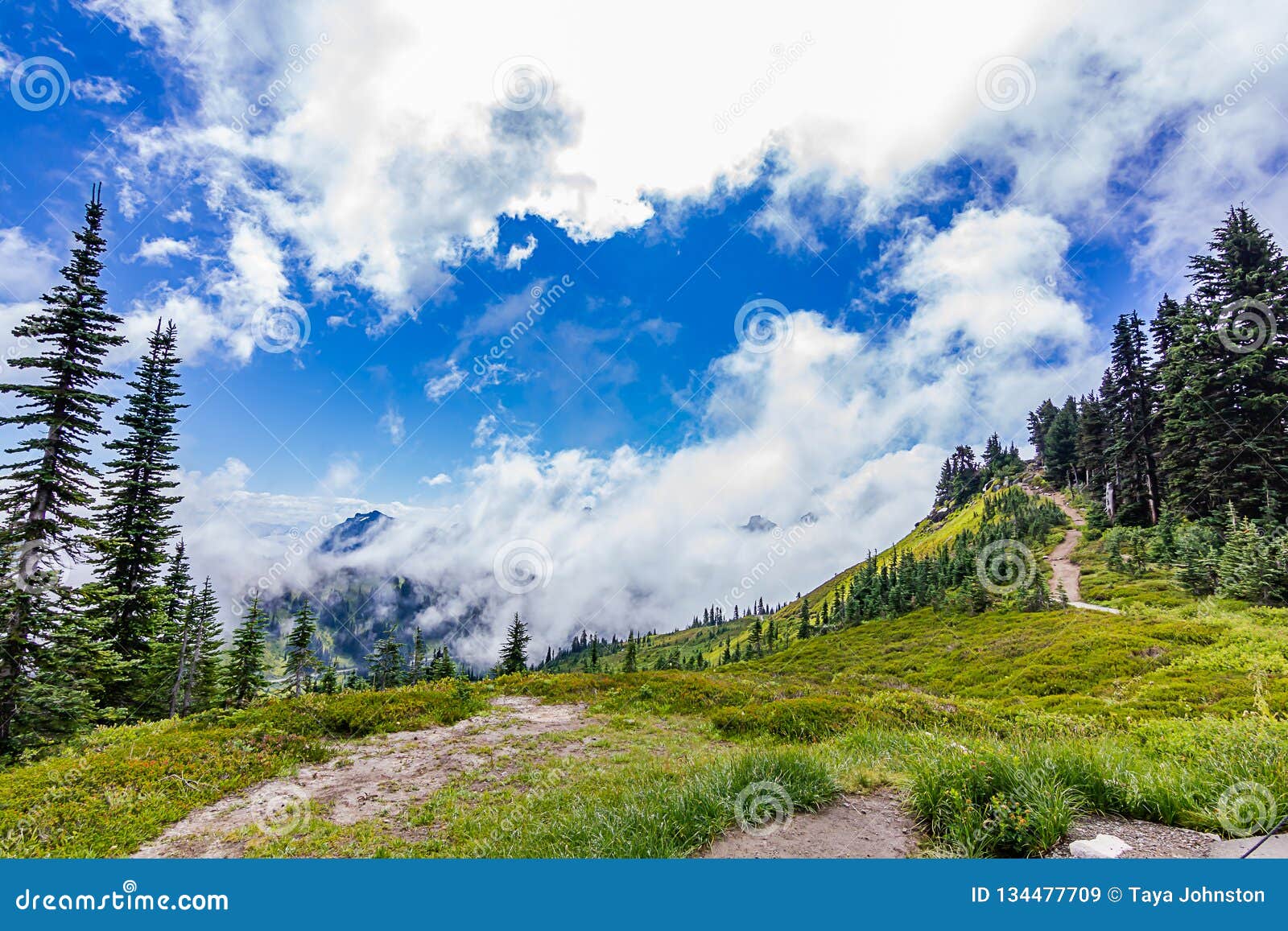 Bright Clouds Float Above Trees and Alpine Meadow in Washington Stock ...