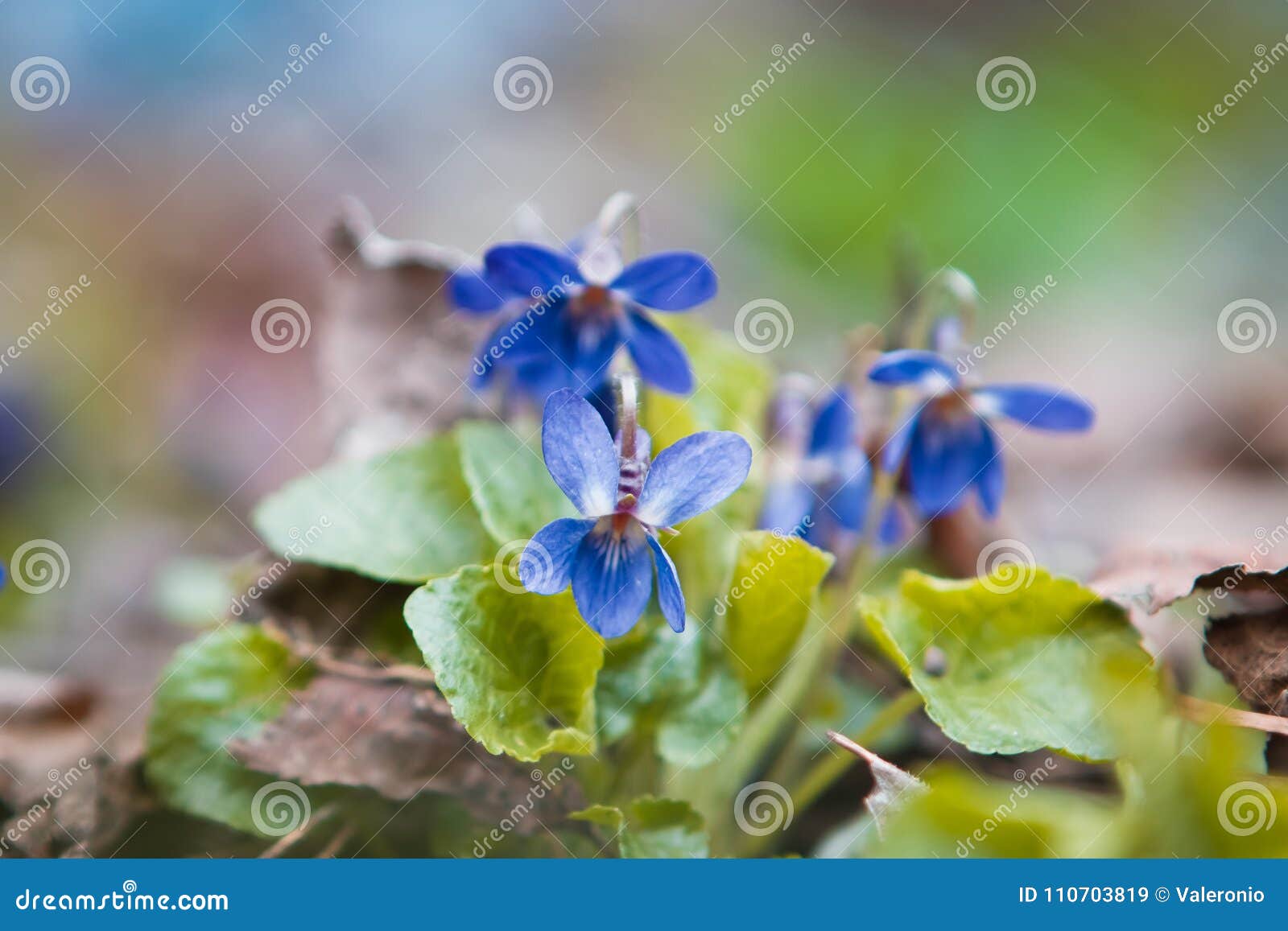 Deep Blue Violets Viola Odorata in a Spring Forest Stock Image - Image ...