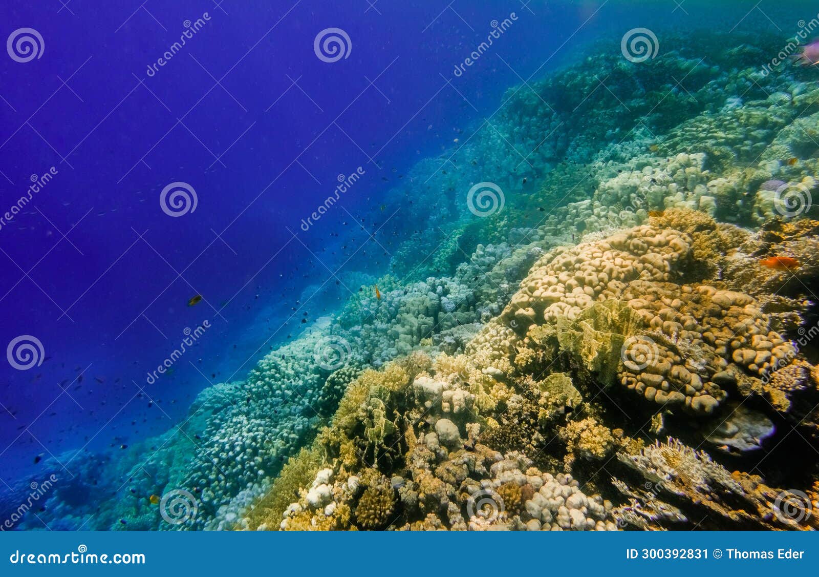 Deep Blue Water and Different Colors on Wonderful Corals during Diving ...