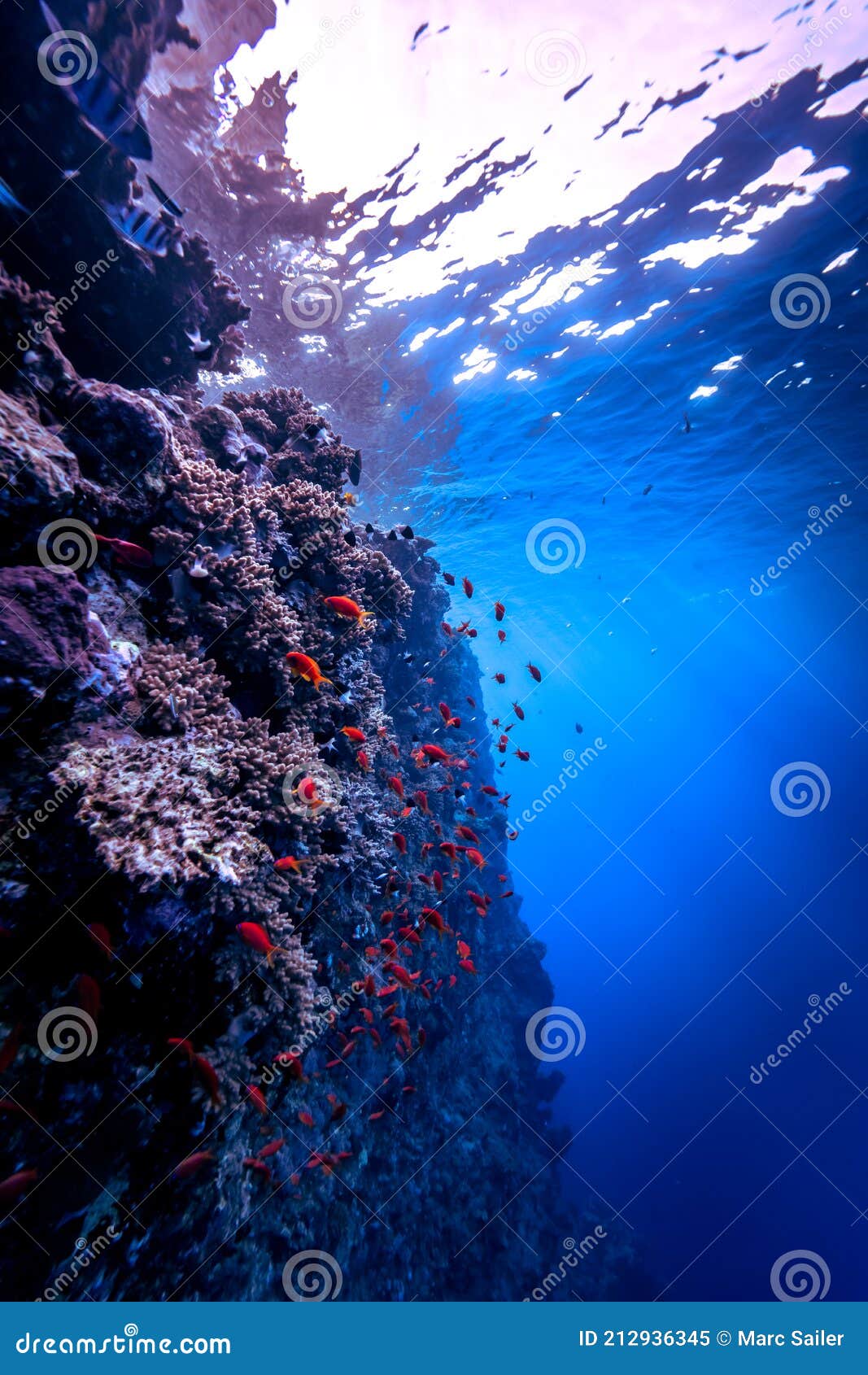 The Deep Blue Water of the Red Sea. Stock Image - Image of deep ...