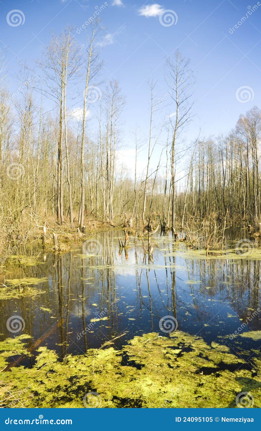 Deep bog in a thicket. stock image. Image of leaf, exploration - 24095105