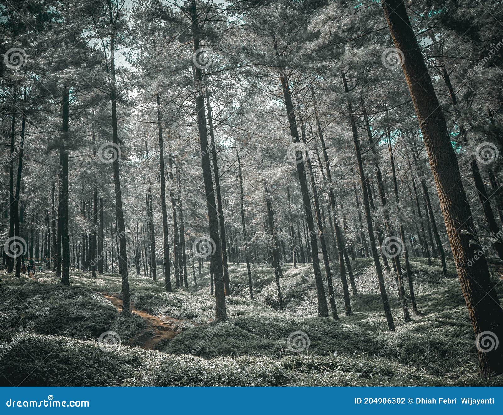 Deep breath in the forest stock photo. Image of branch - 204906302