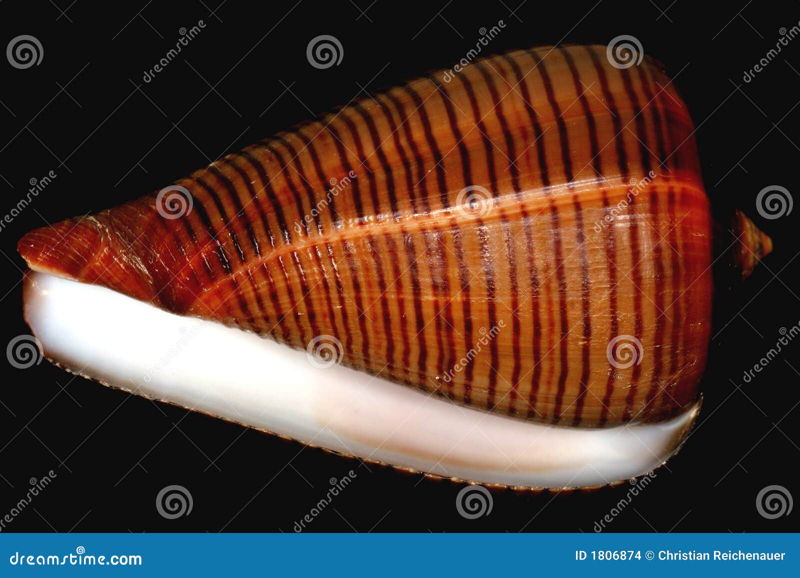 Deep Brown Conus Snail Shell with Lines Stock Photo - Image of holiday ...