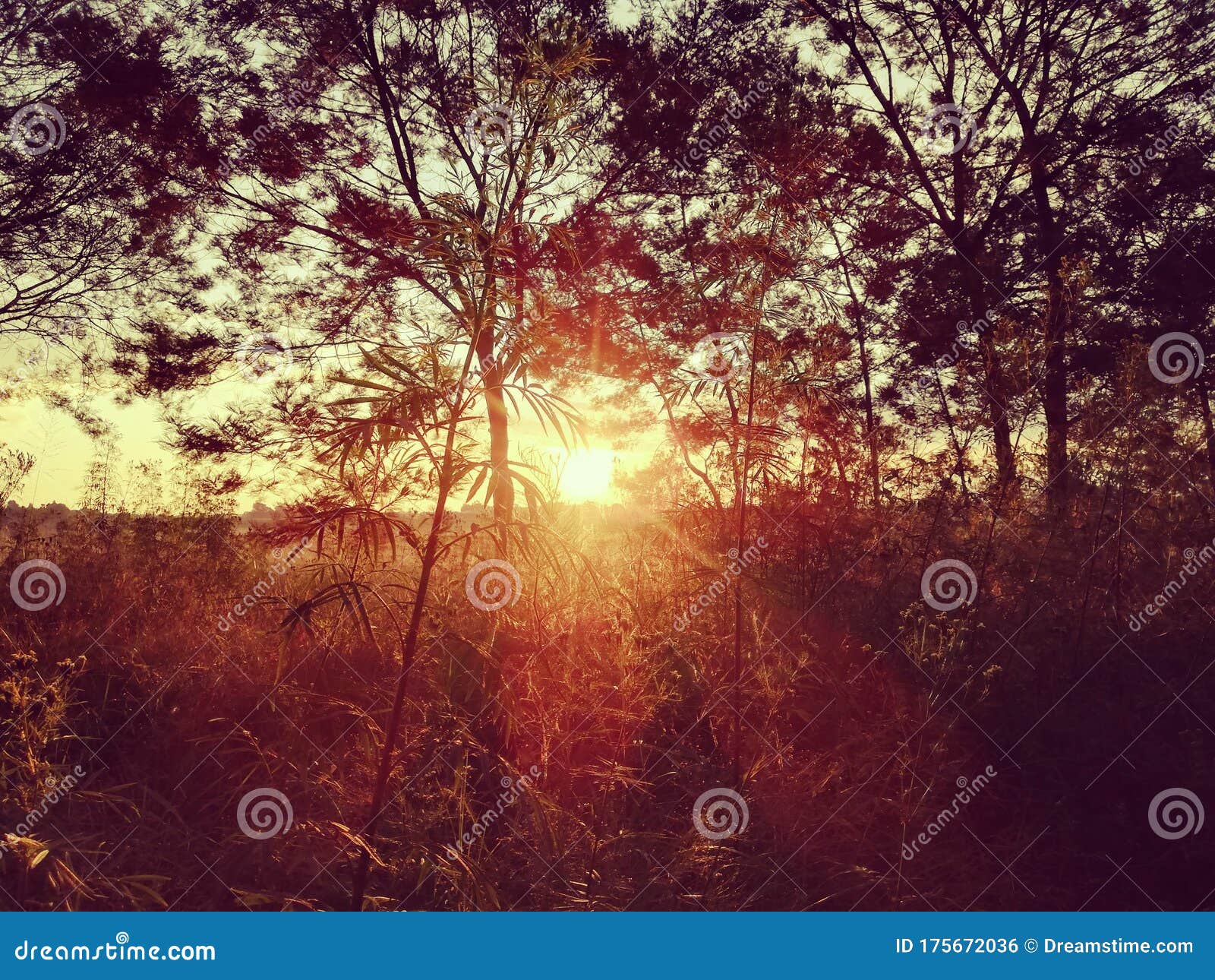 Deep bush fire sunset stock photo. Image of deep, bush - 175672036