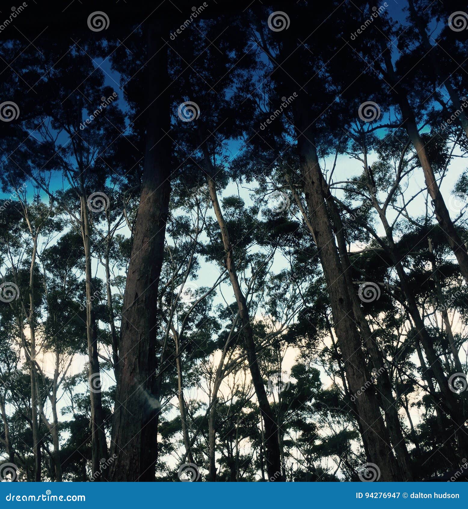 Deep in the bush stock image. Image of rocks, south, bush - 94276947