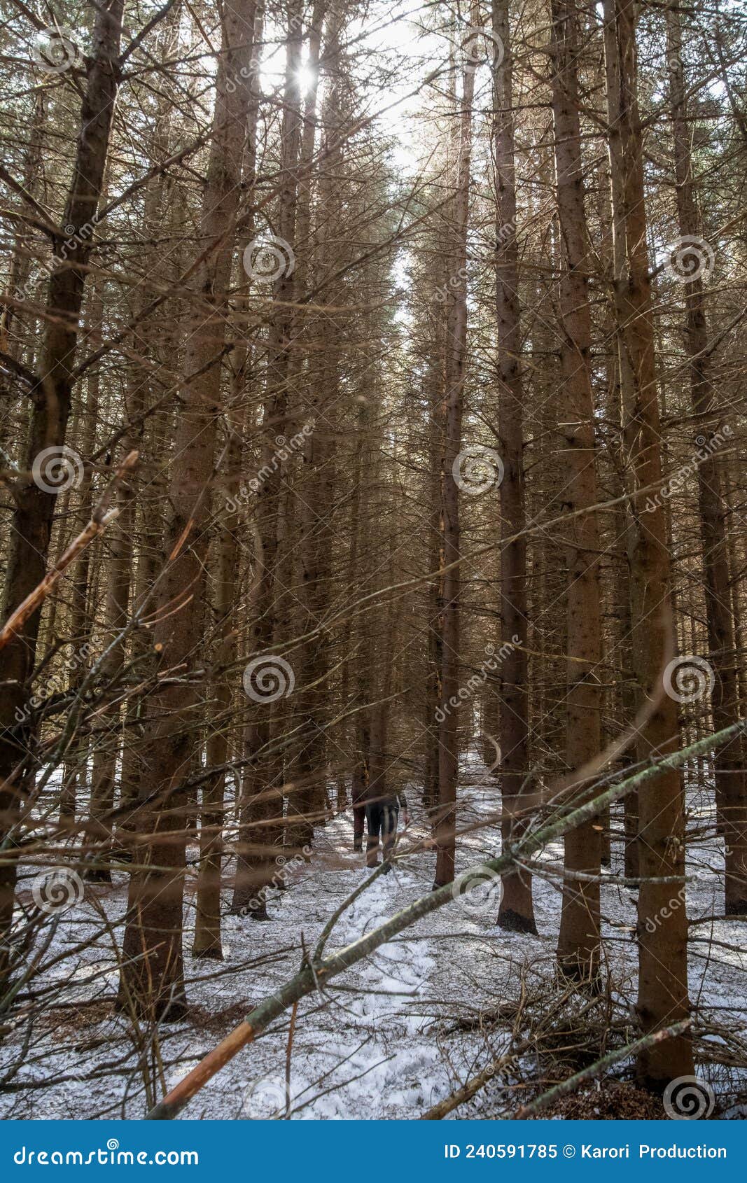 Deep Canadian Forest Covered by Snow Under the Sun Stock Image - Image ...