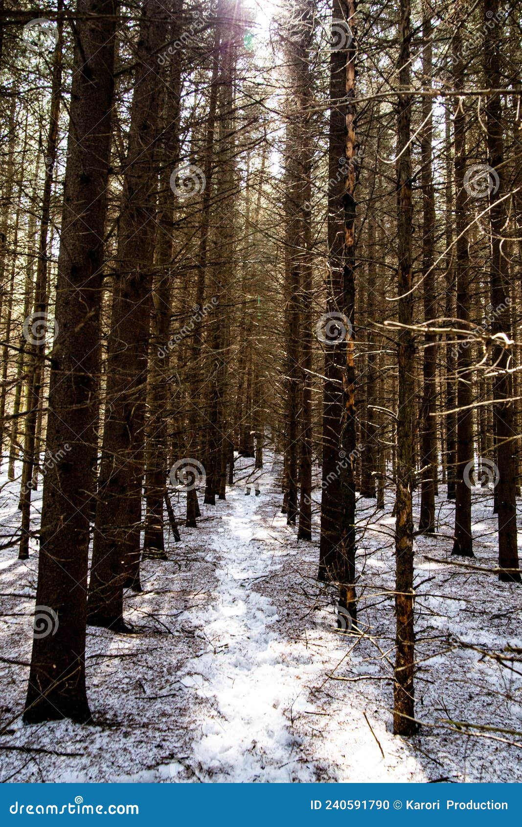 Deep Canadian Forest Covered by Snow Under the Sun Stock Photo - Image ...