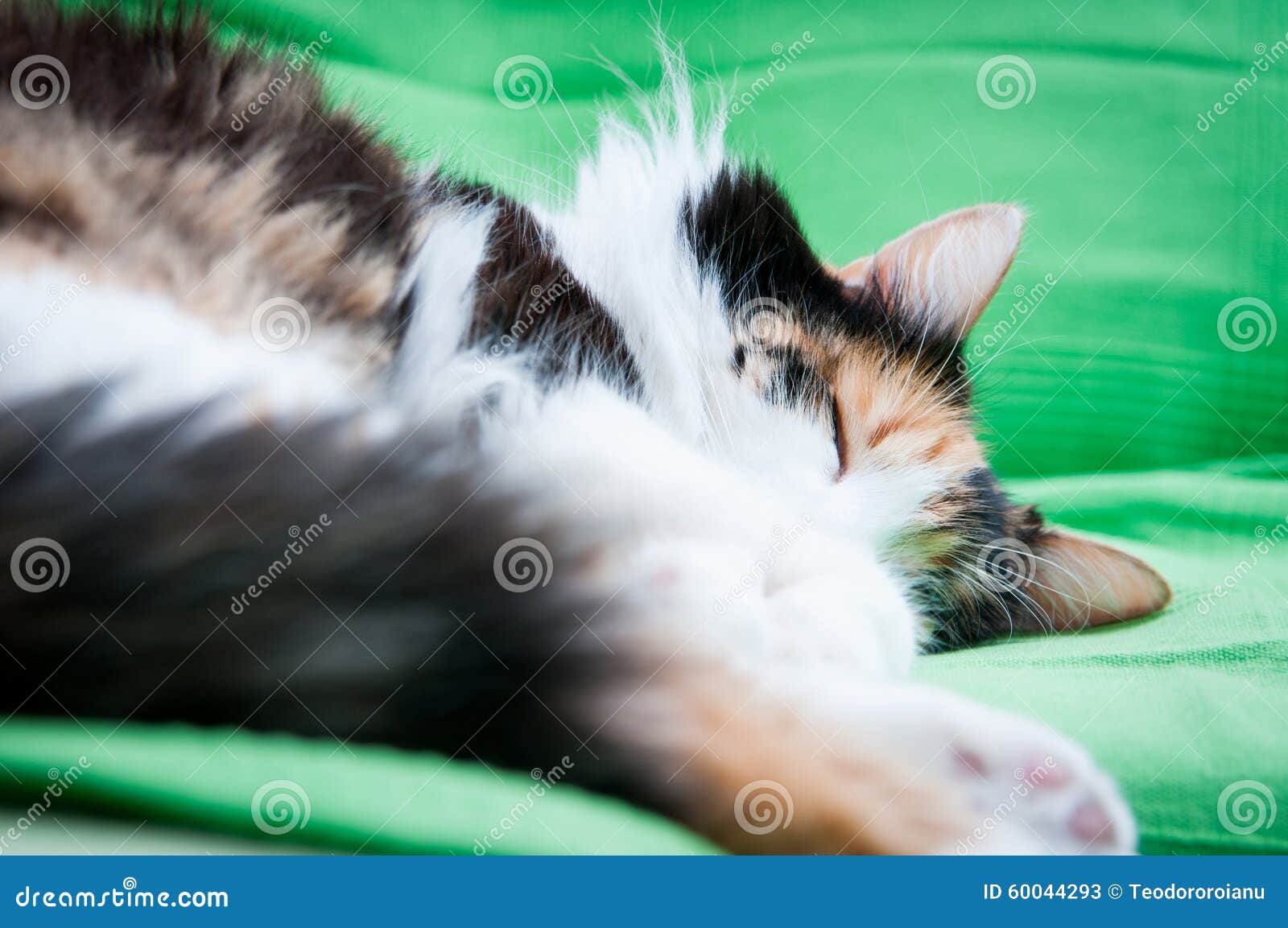 Deep cat sleep stock image. Image of covered, adorable - 60044293