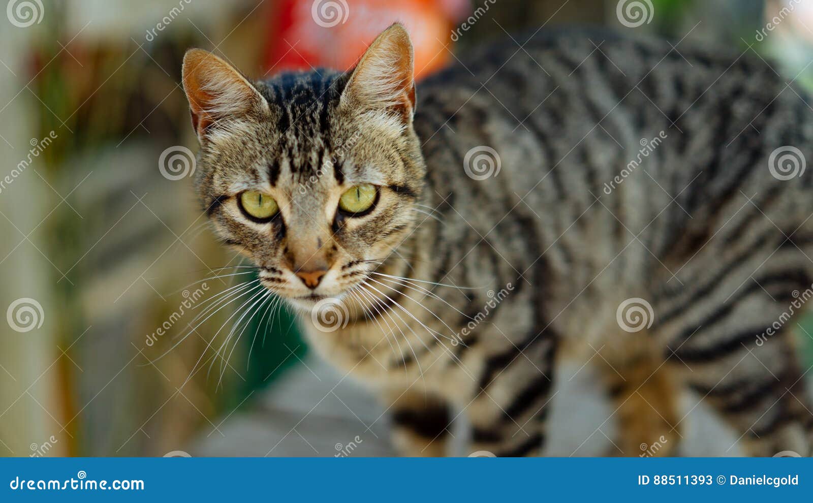 Deep cat stare stock image. Image of cute, nature, whisker - 88511393