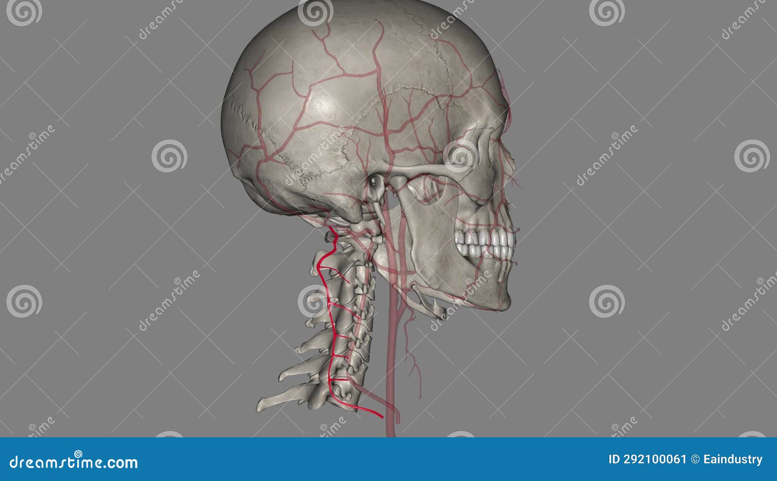 The Deep Cervical Artery (Profunda Cervicalis) is an Artery of the Neck ...