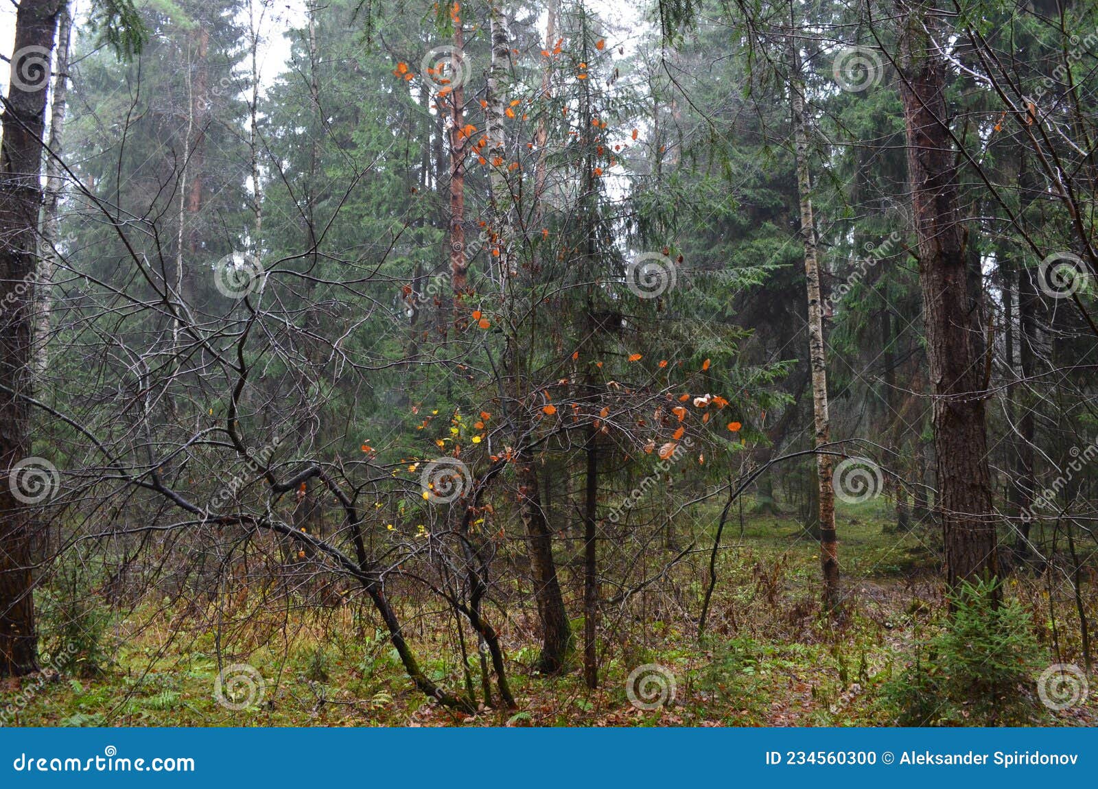 Deep in the Northern Coniferous Forest. Stock Photo - Image of woodland ...