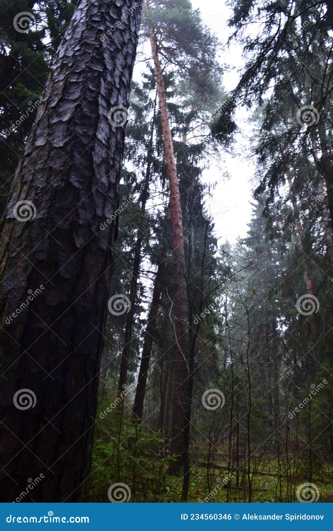 Deep in the Northern Coniferous Forest. Stock Photo - Image of grove ...