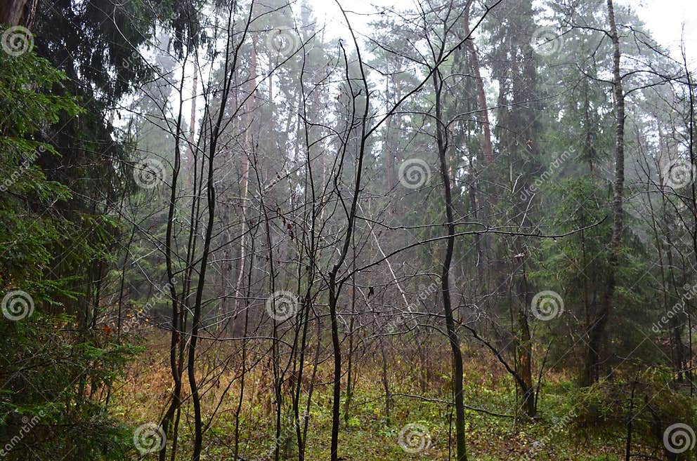 Deep in the Northern Coniferous Forest. Stock Image - Image of forest ...