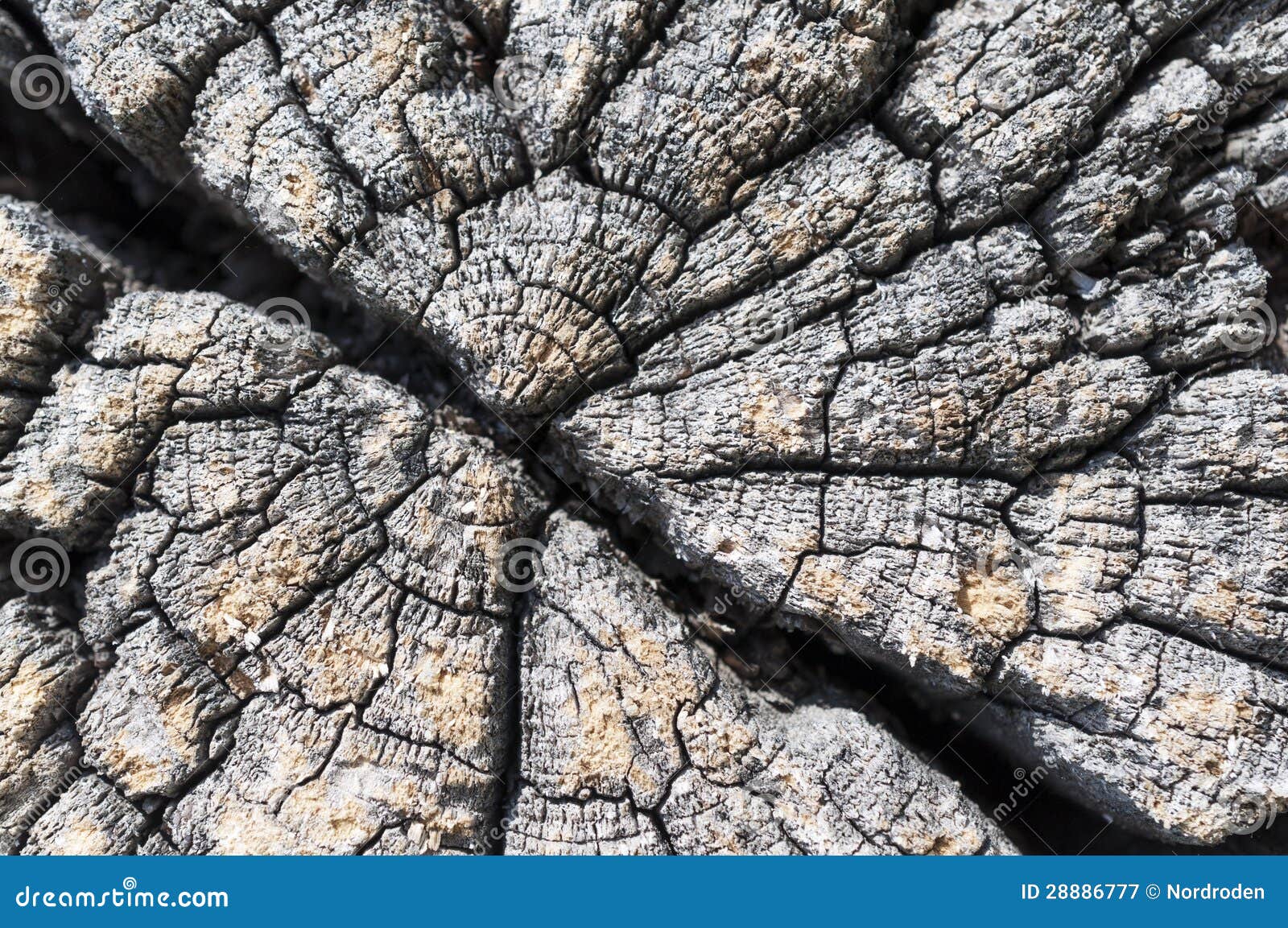 Deep Crack on the End of the Log Stock Image - Image of stump, natural ...