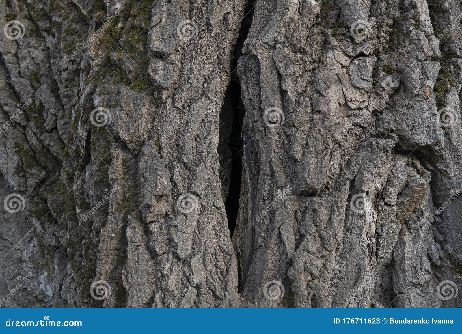 A Deep Crack in the Trunk of a Fruit Tree Stock Image - Image of ...