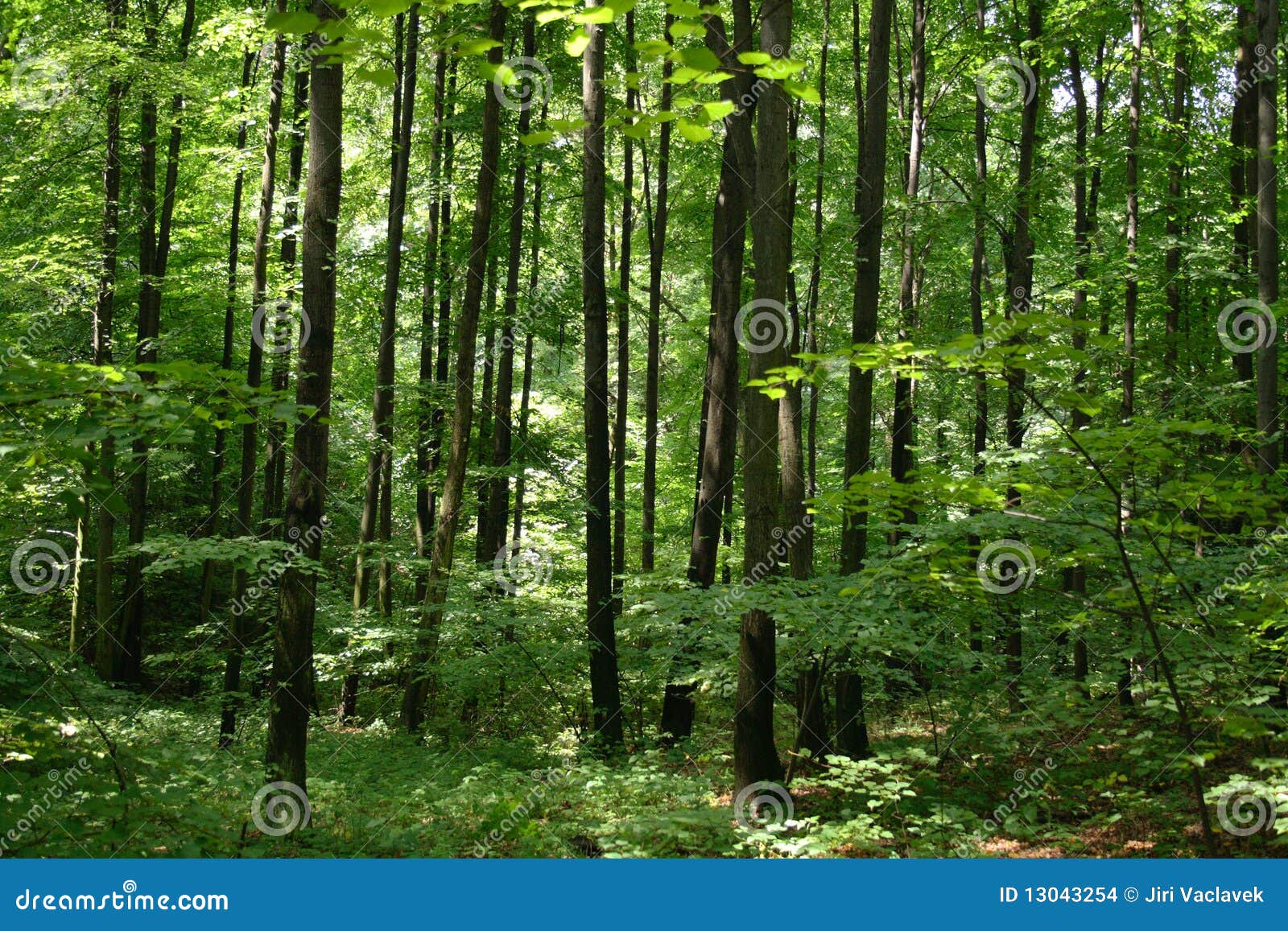 Deep czech forest stock photo. Image of park, gold, leaf - 13043254