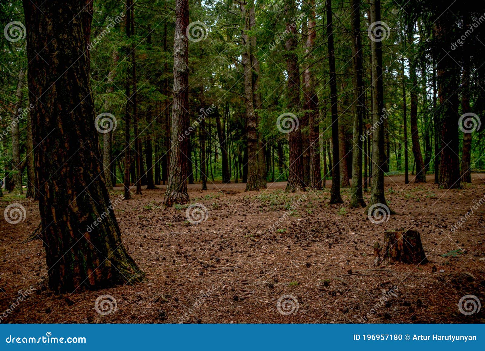 Path in the Deep Forest. Deep Dark Forest Stock Photo - Image of forest ...