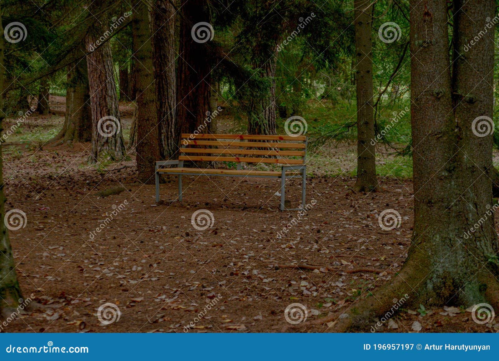 Path in the Deep Forest. Deep Dark Forest Stock Image - Image of spring ...