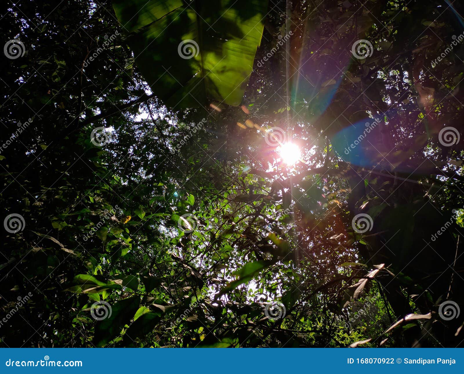 Deep dark forest in india. stock photo. Image of peaceful - 168070922