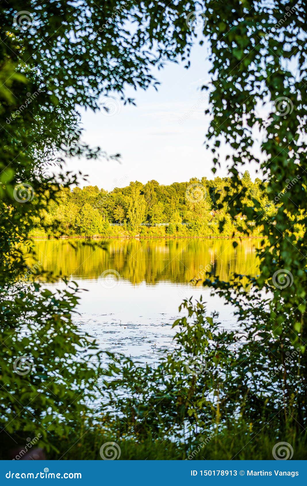Deep Dark Forest Lake with Reflections of Trees and Green Foliage Stock ...