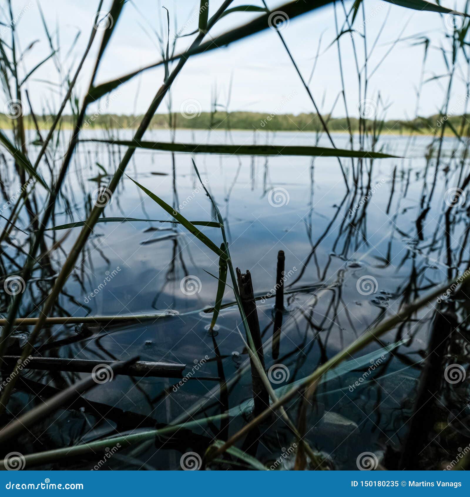 Deep Dark Forest Lake with Reflections of Trees and Green Foliage Stock ...